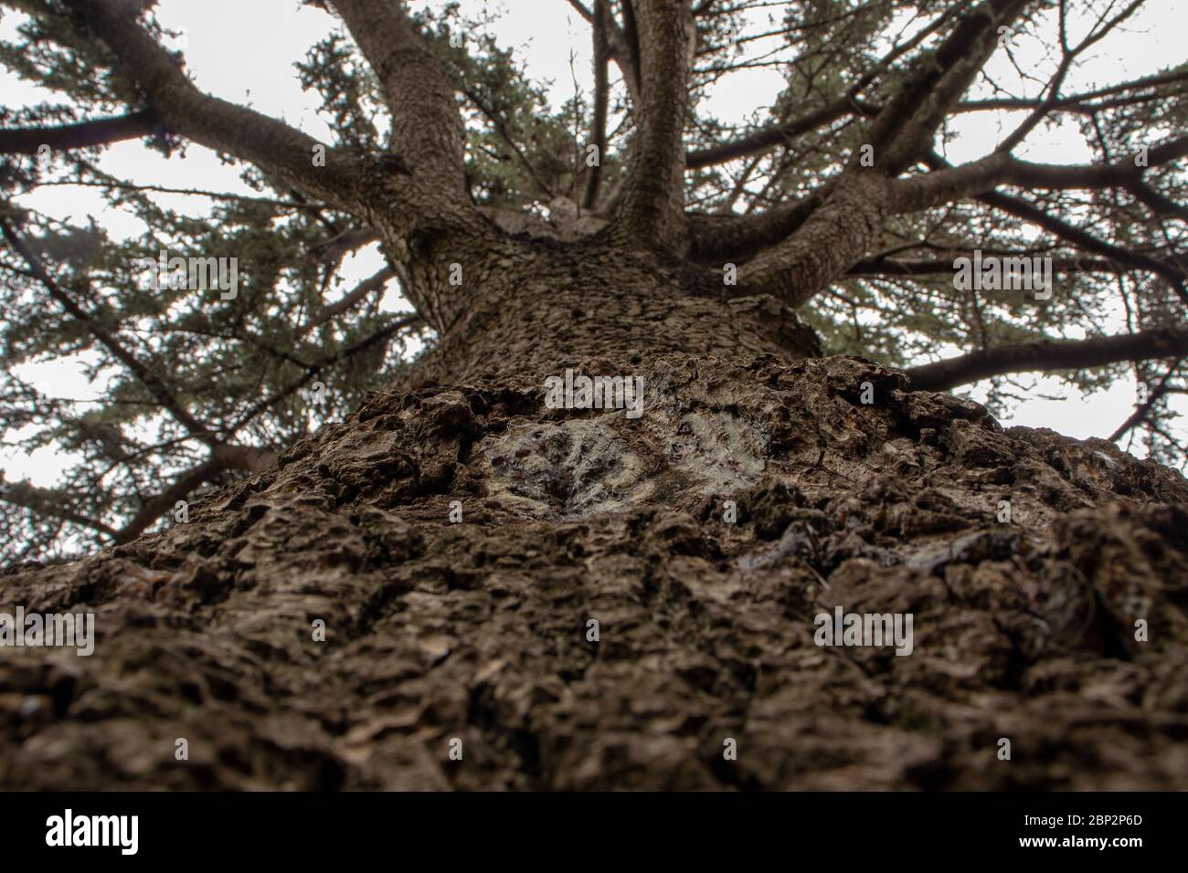 Rome, In the park a tree rises upwards, where all the branches with ...
