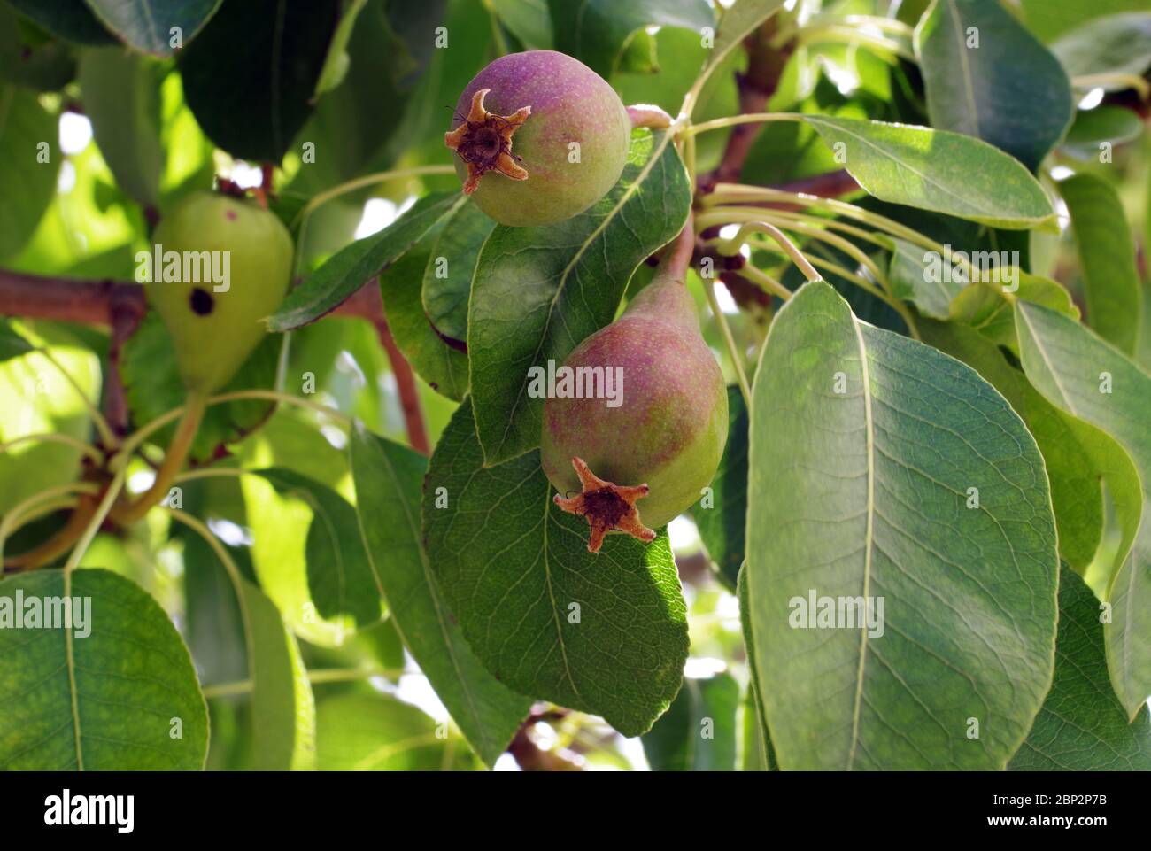 Pear-tree in spring in Sardinia, Italy Stock Photo - Alamy