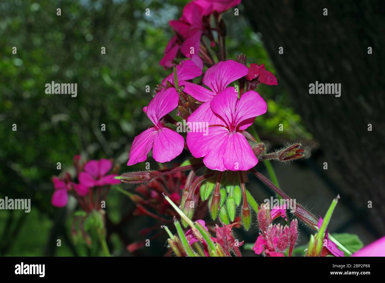 Red geranium close-up Stock Photo - Alamy