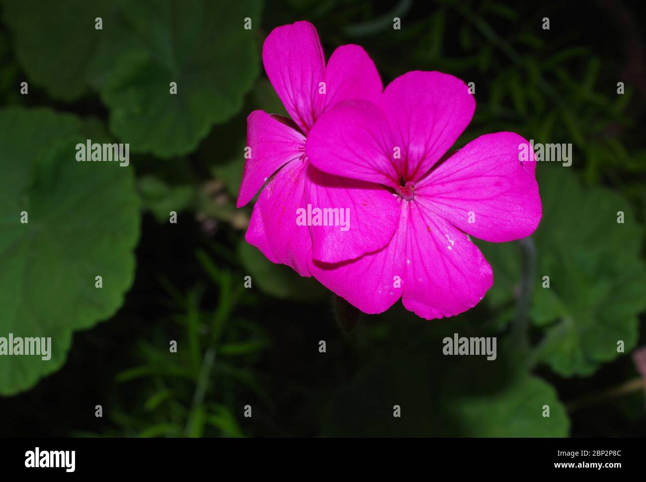Red geranium close-up Stock Photo - Alamy