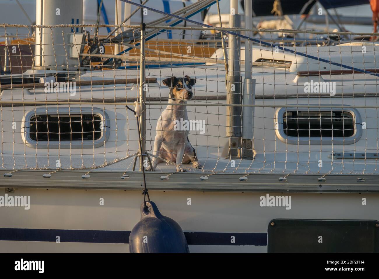 Cute dog on board luxury yacht deck Little dog on a sailing boat Stock ...