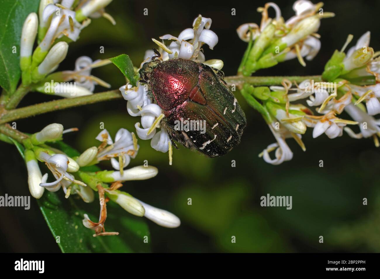 Flower with insect in Sardinia countryside Stock Photo - Alamy