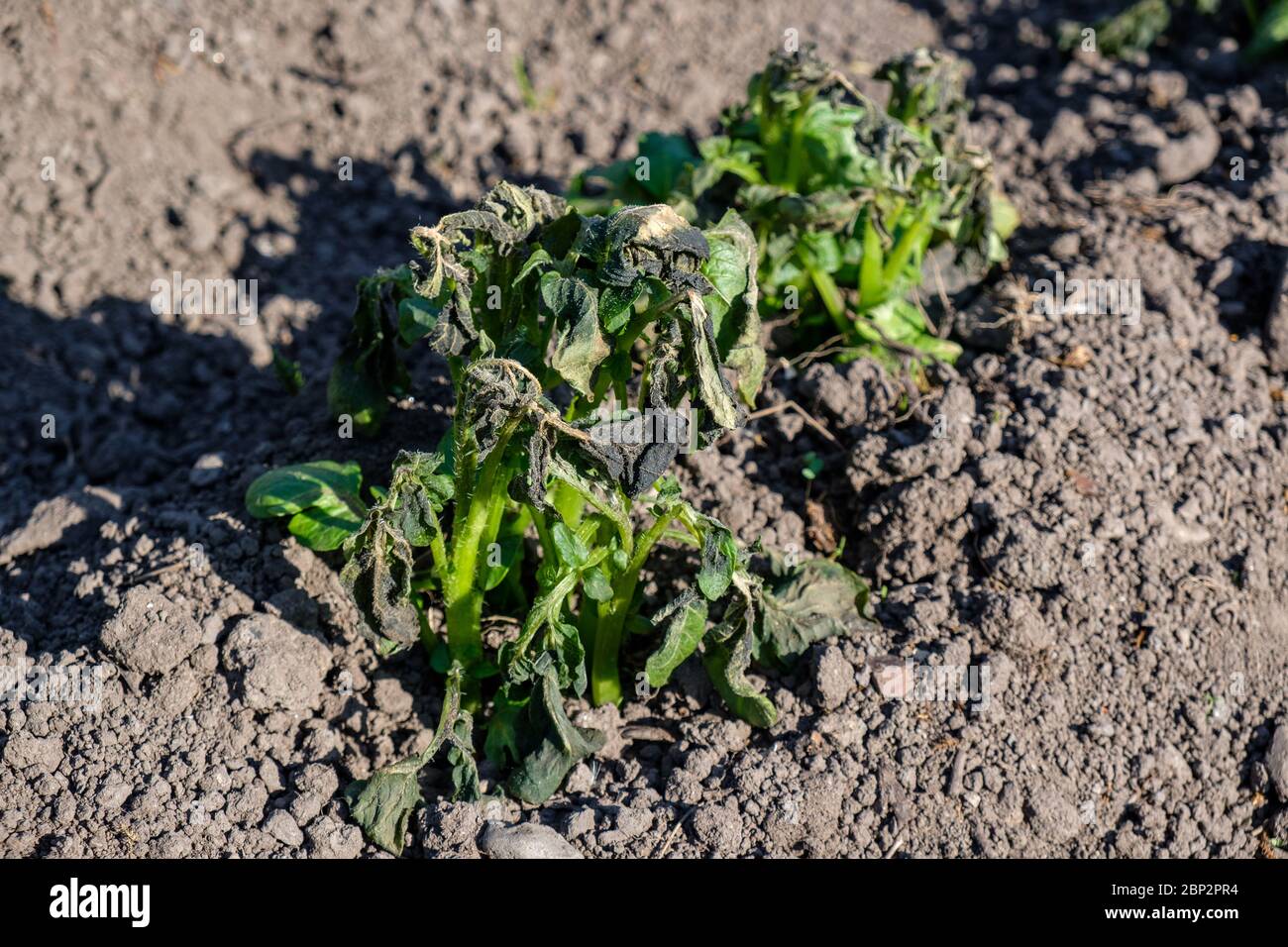 Frost damaged potato foliage hi-res stock photography and images - Alamy