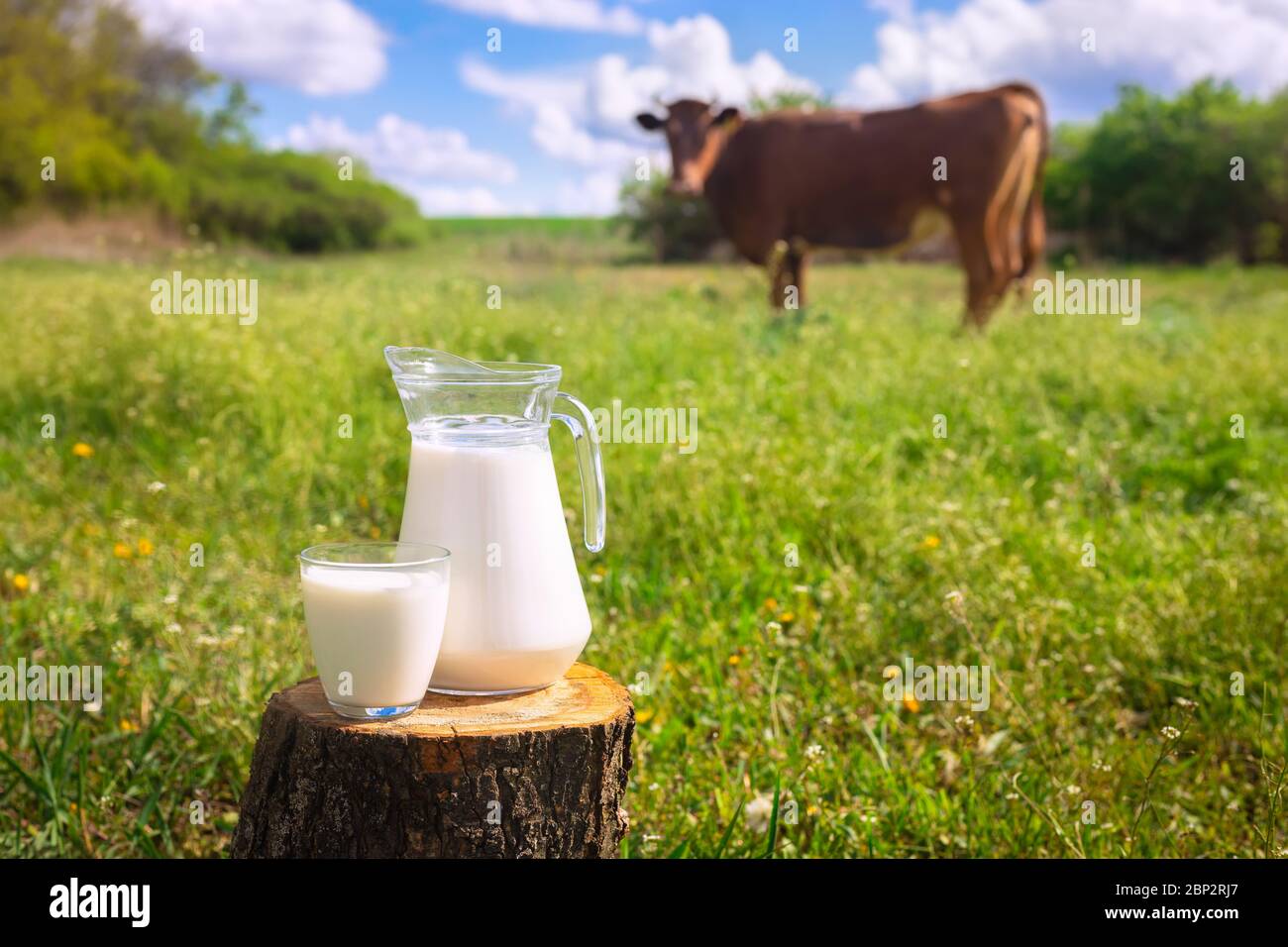 milk with cow on the background Stock Photo - Alamy