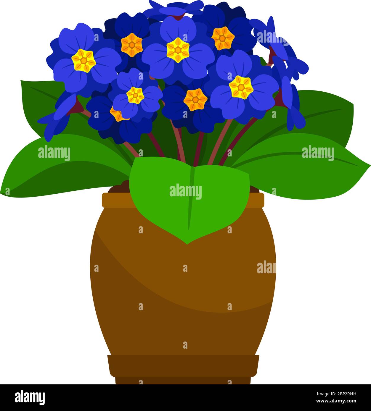 Primrose house plant in flower pot, vector icon on white background ...