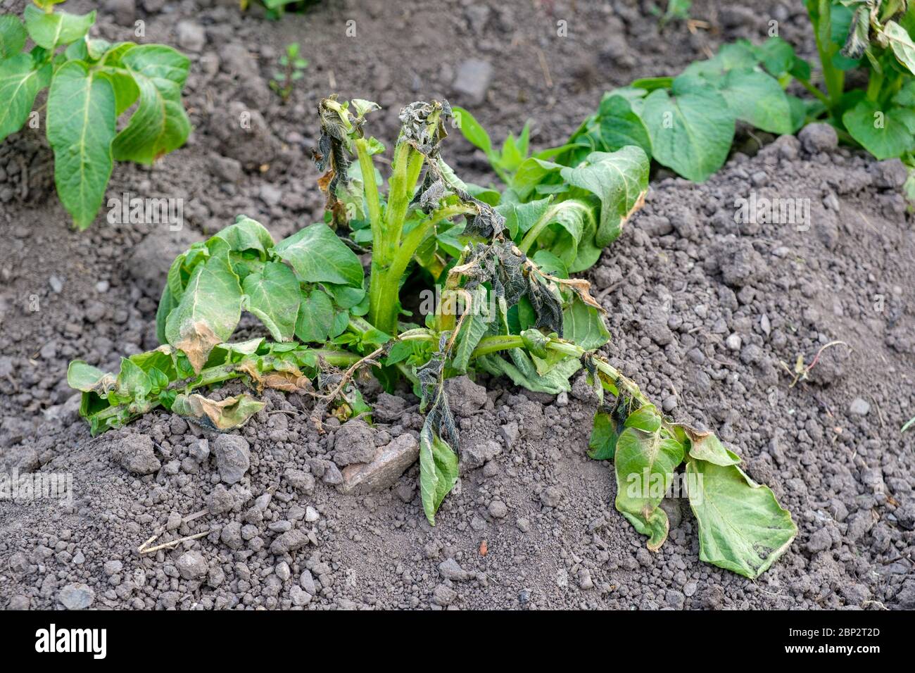 Frost damage potato hi-res stock photography and images - Alamy