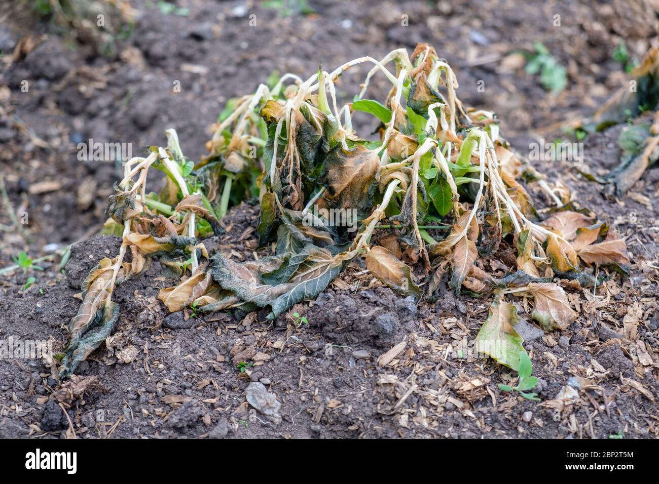 Frost damaged potato foliage hi-res stock photography and images - Alamy