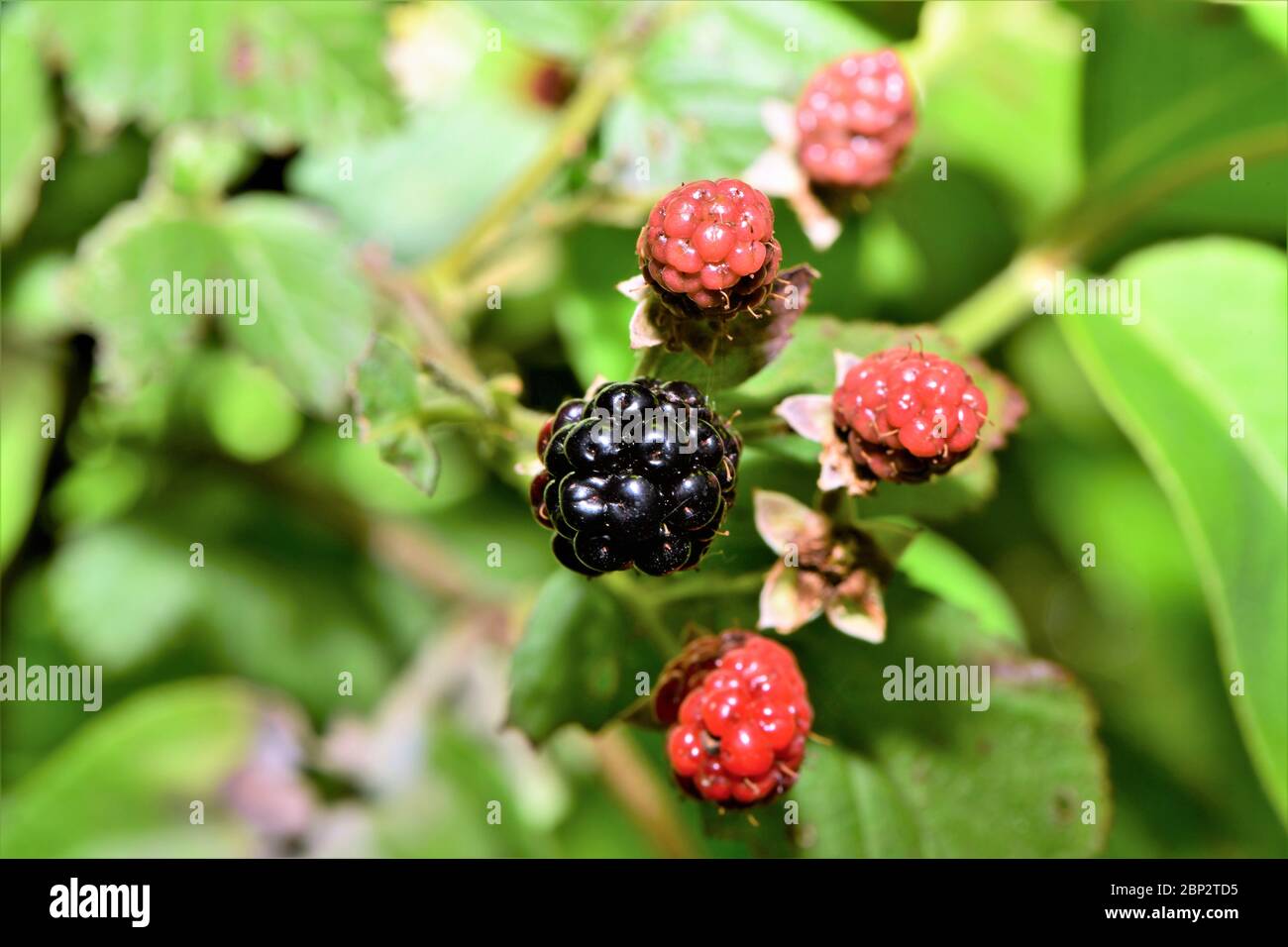 Southern dewberries hi-res stock photography and images - Alamy