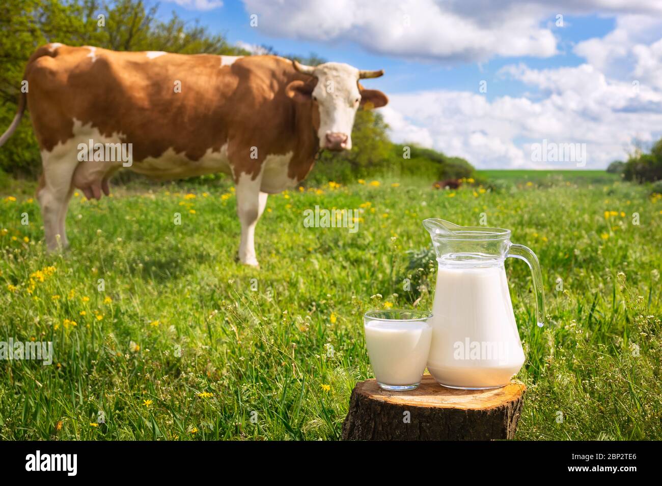 Fresh cow milk cream hi-res stock photography and images - Alamy