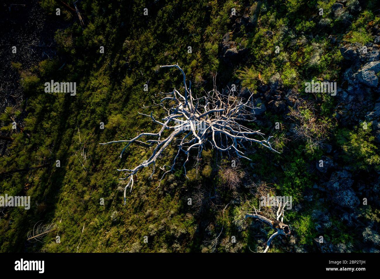 Unique view of a tree snap from above Stock Photo - Alamy