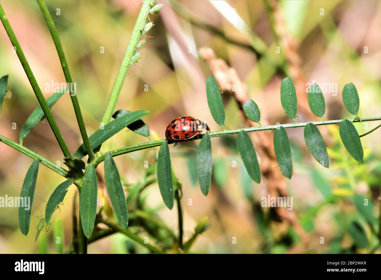 A ladybug doing a balancing act Stock Photo - Alamy