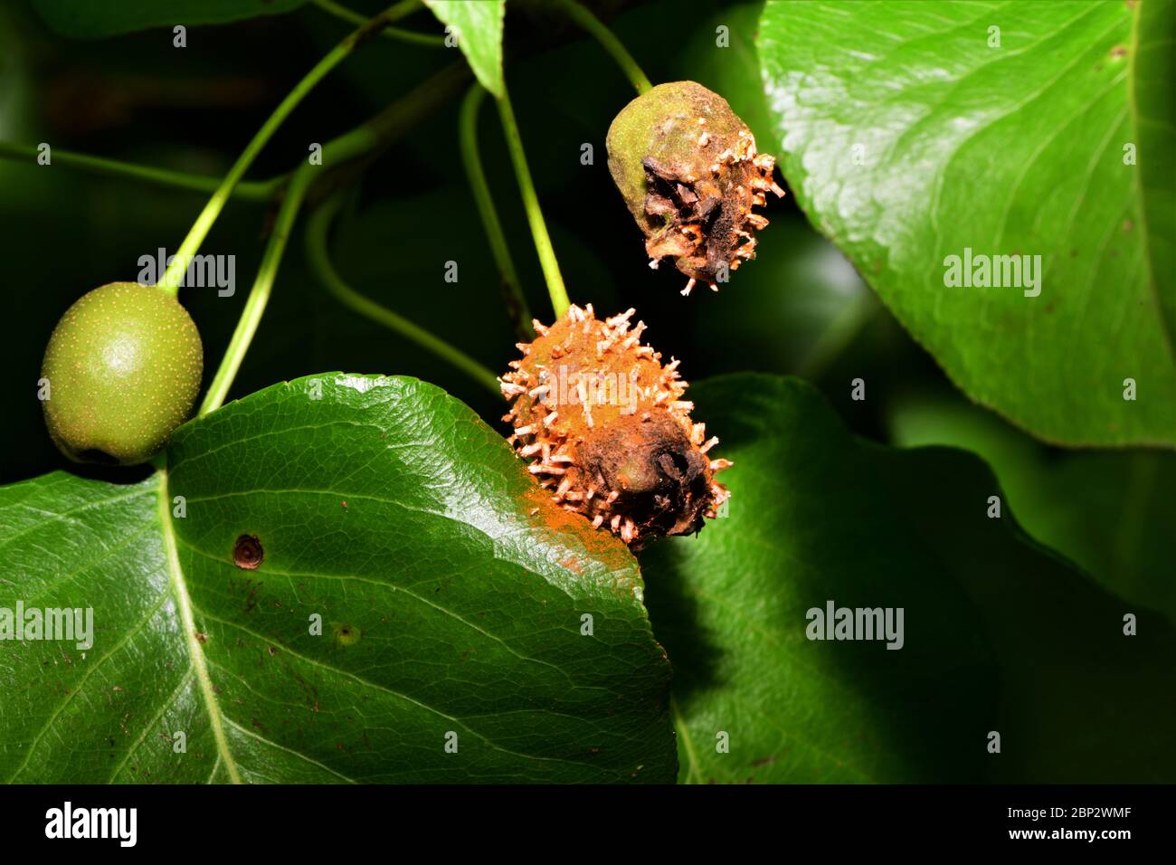 Rotten berries hi-res stock photography and images - Alamy