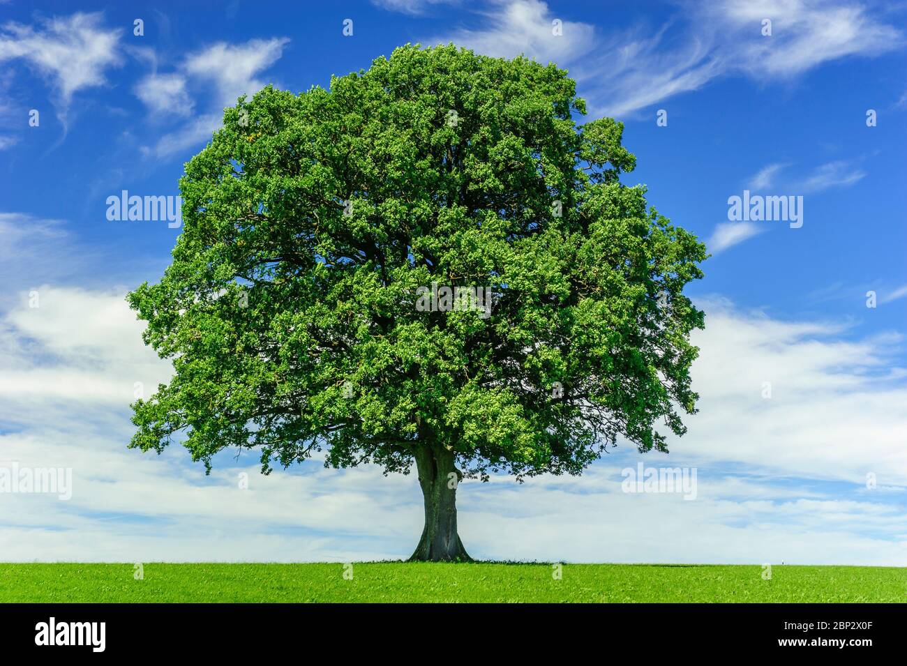 single big oak tree in meadow Stock Photo - Alamy
