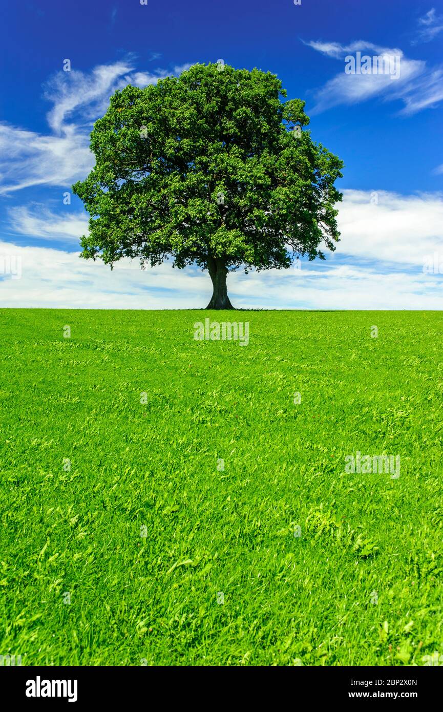 Big oak tree hi-res stock photography and images - Alamy