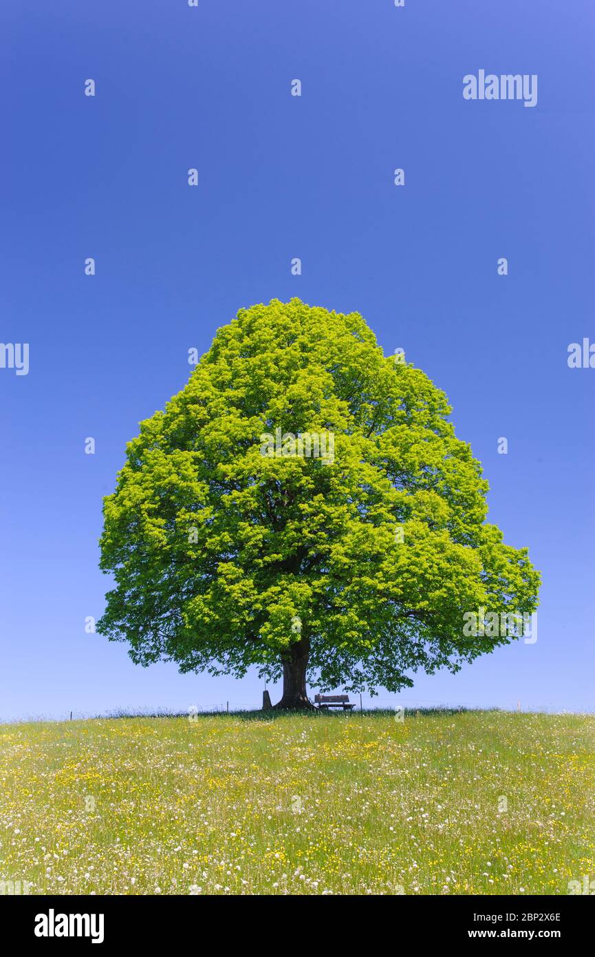 single linden tree in meadow Stock Photo - Alamy
