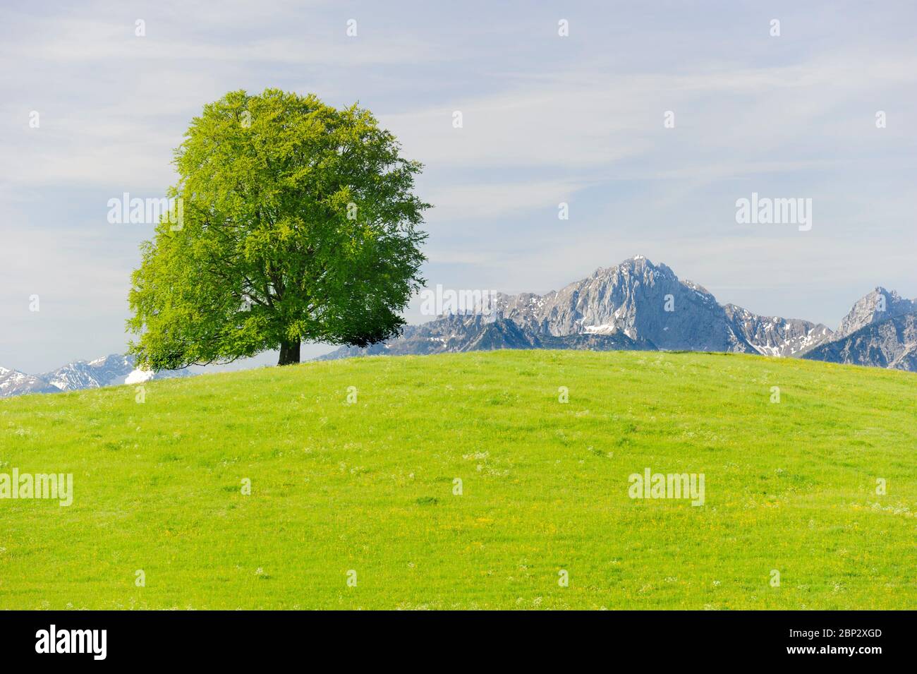 single big beech tree in meadow Stock Photo - Alamy