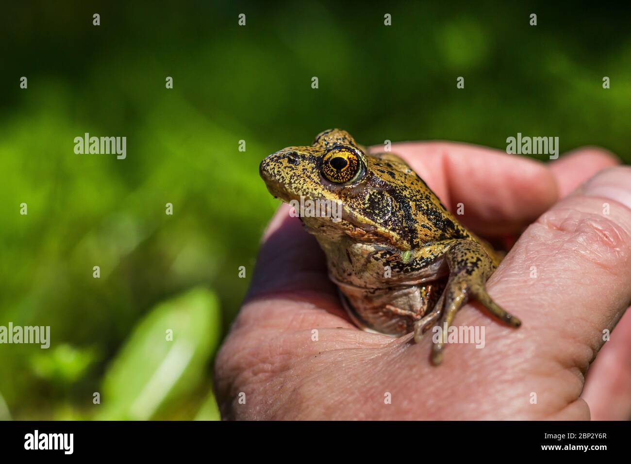 Northern Red-legged Frog, Rana aurora, near a small lake on the Olympic ...