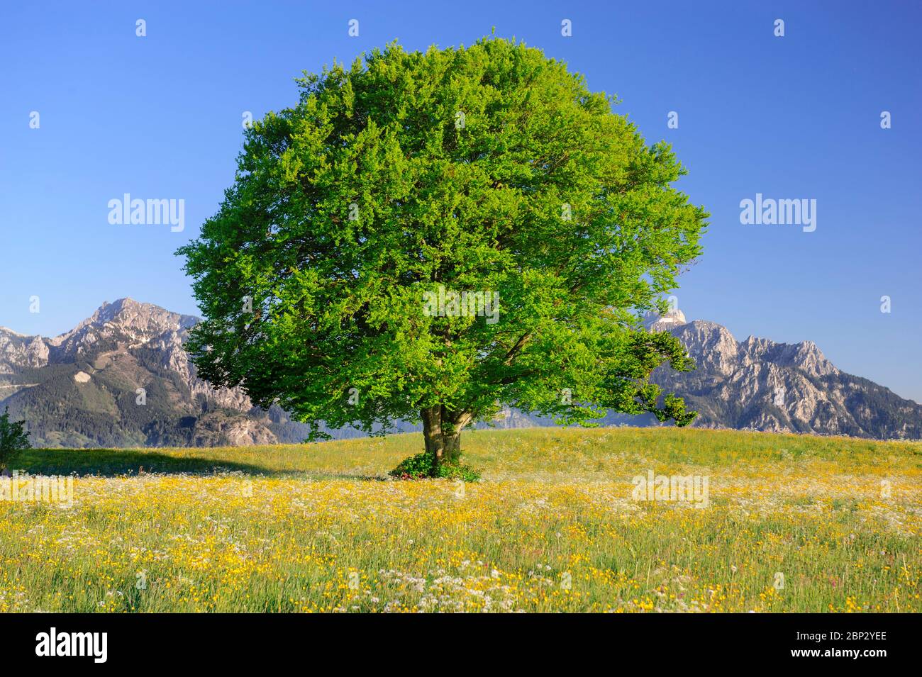 single big beech tree in meadow Stock Photo - Alamy