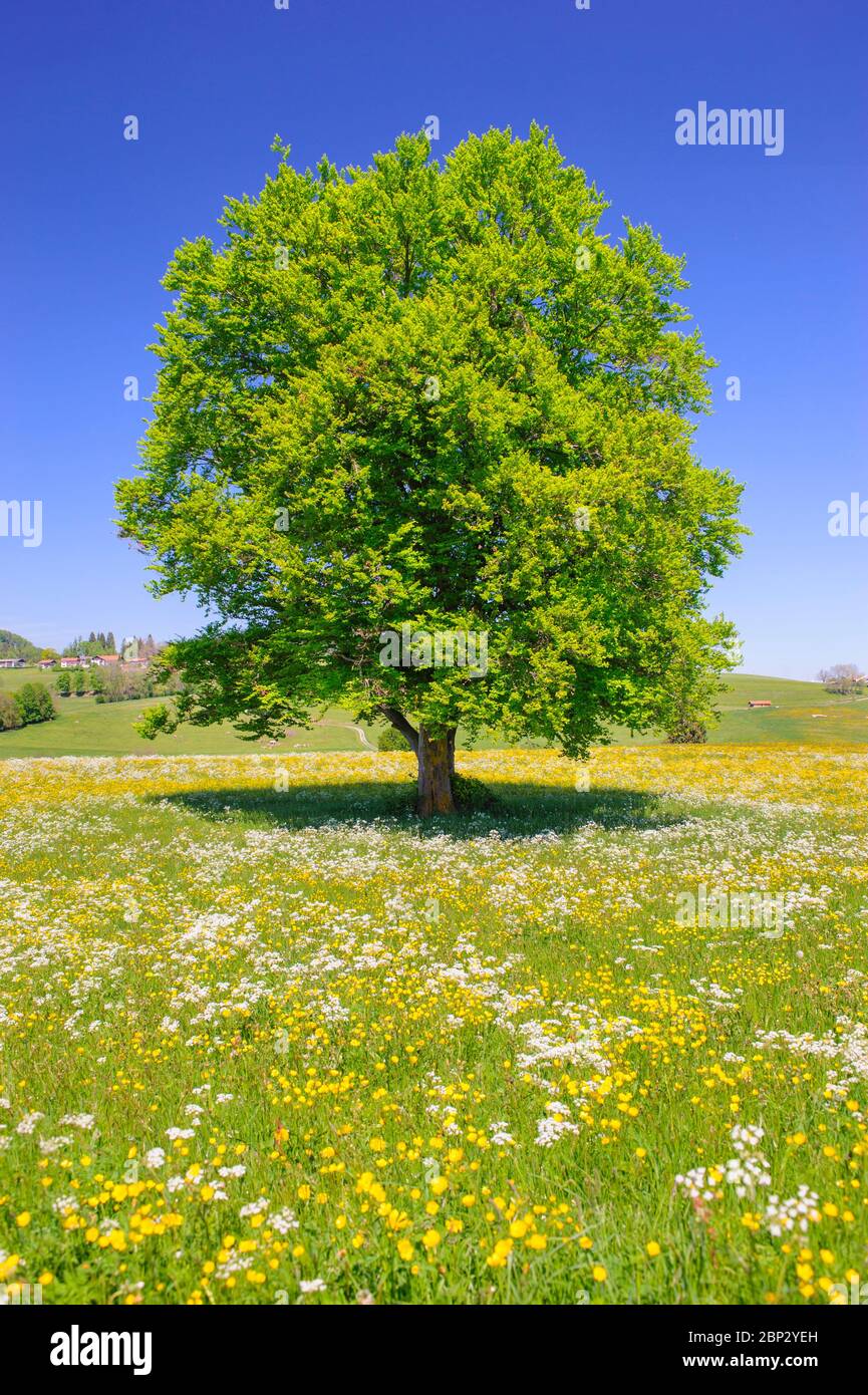 single big beech tree in meadow Stock Photo - Alamy