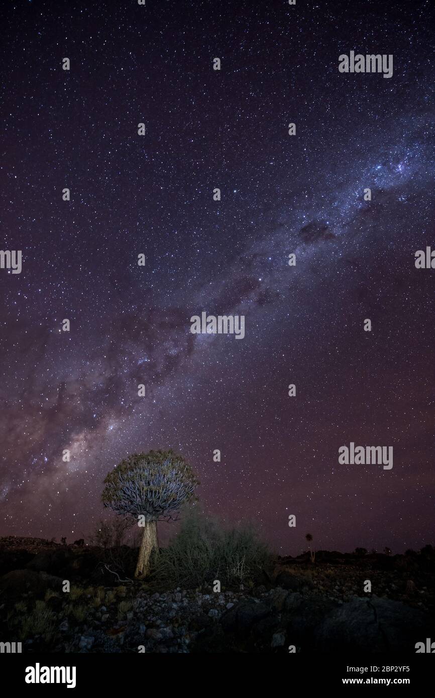 quiver tree under stars and milkyway Stock Photo - Alamy