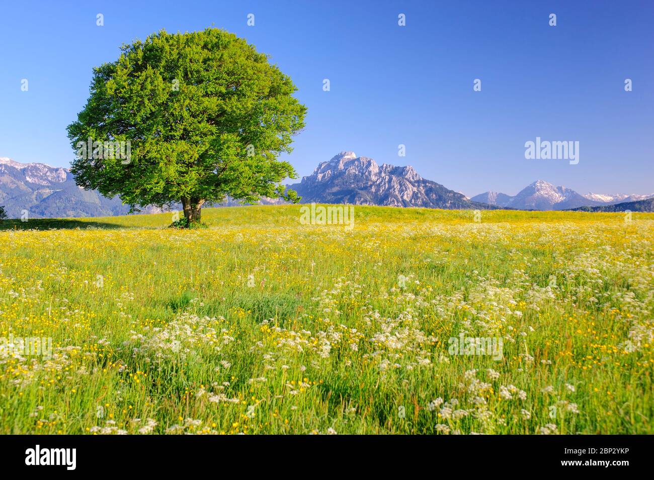 single big beech tree in meadow Stock Photo - Alamy