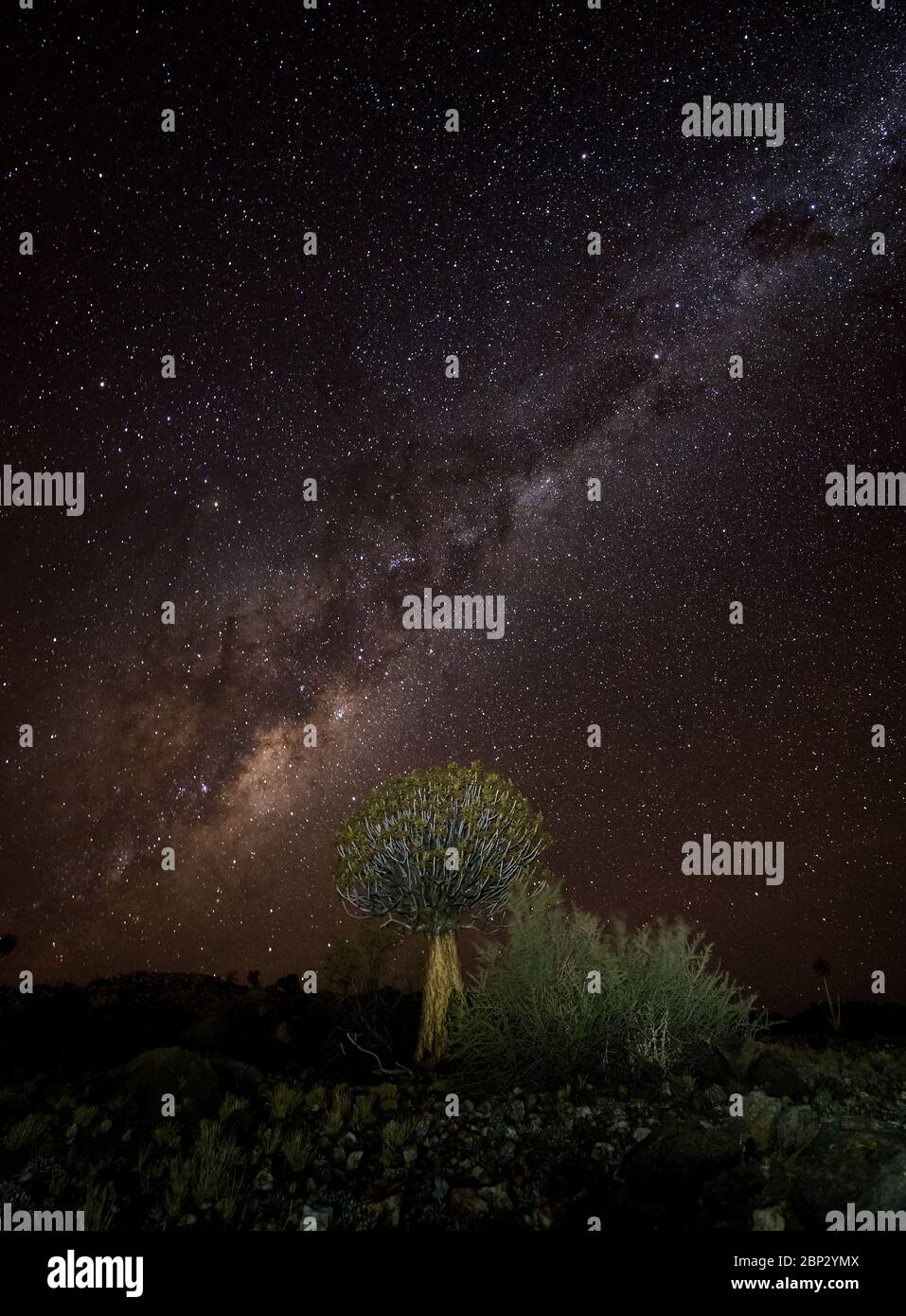 Tree space stars magical hi-res stock photography and images - Alamy
