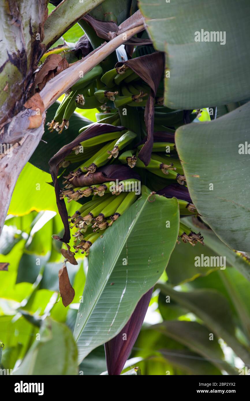Madeira fruit grow hi-res stock photography and images - Alamy