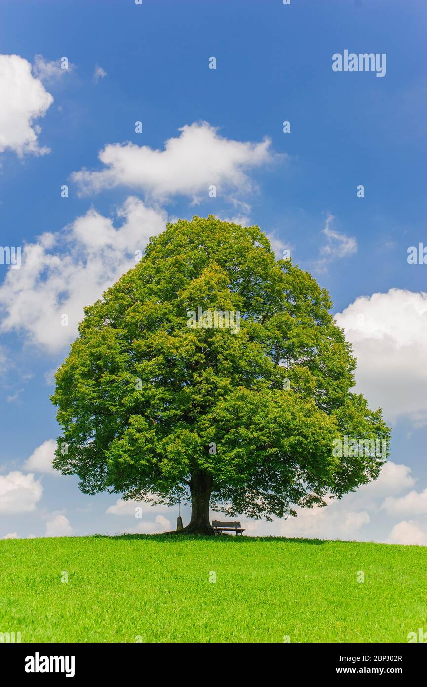 single linden tree in meadow Stock Photo - Alamy