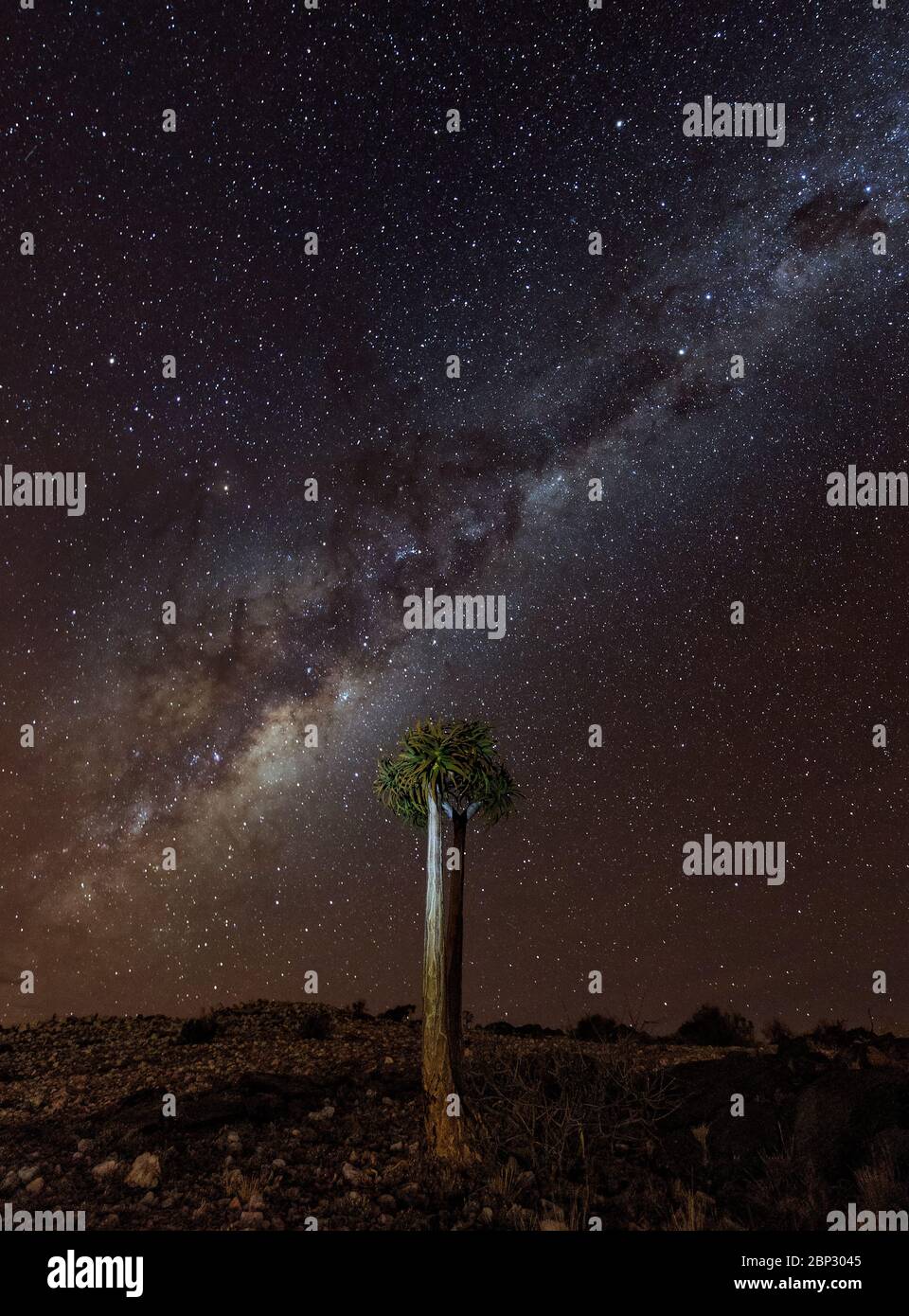 quiver tree under stars and milkyway Stock Photo - Alamy