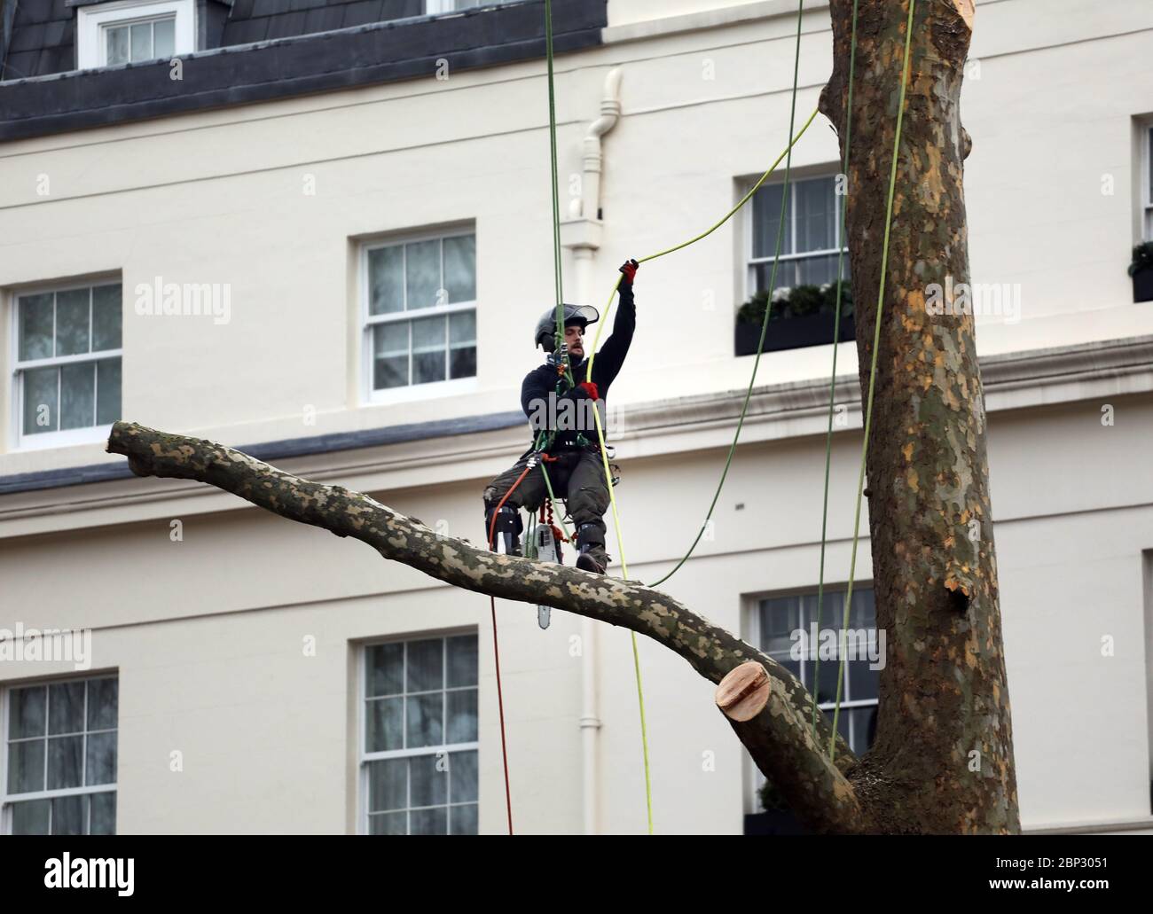 tree surgeon at work Stock Photo - Alamy