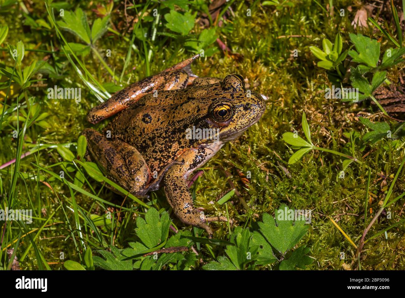 Red legged frog hi-res stock photography and images - Alamy