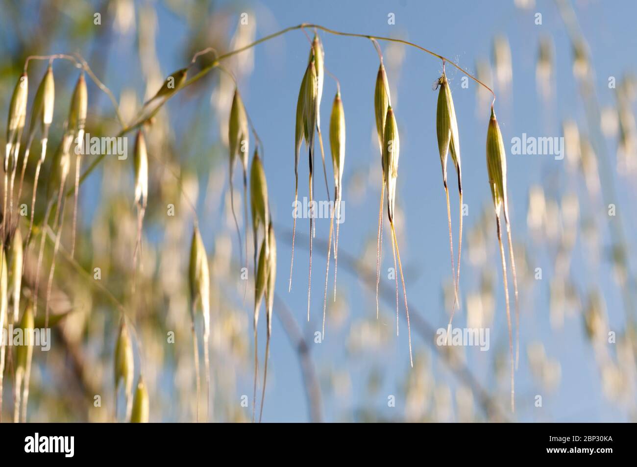 Oat plants hi-res stock photography and images - Alamy