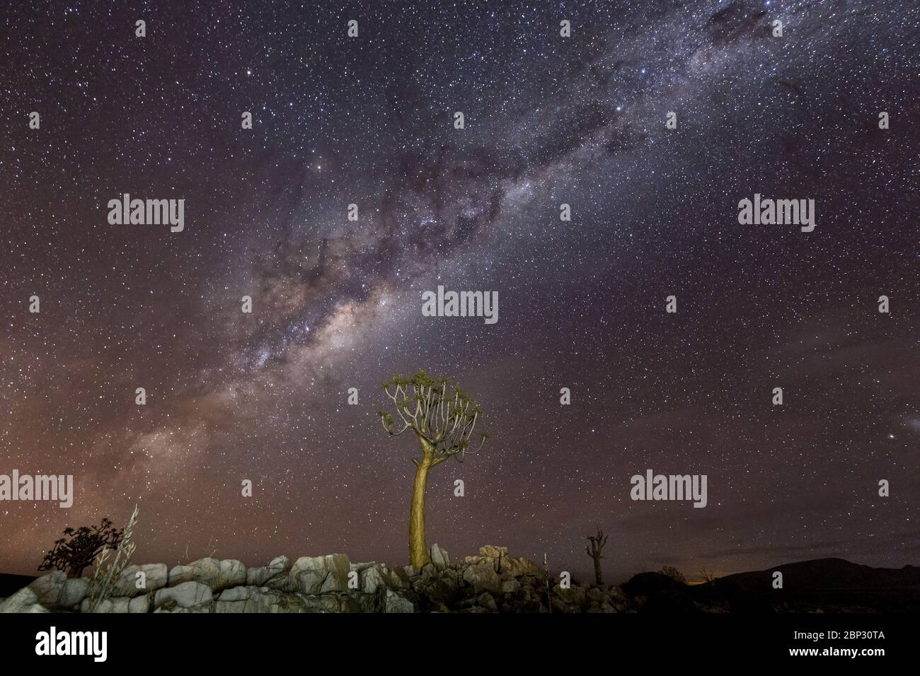 quiver tree under stars and milkyway Stock Photo - Alamy