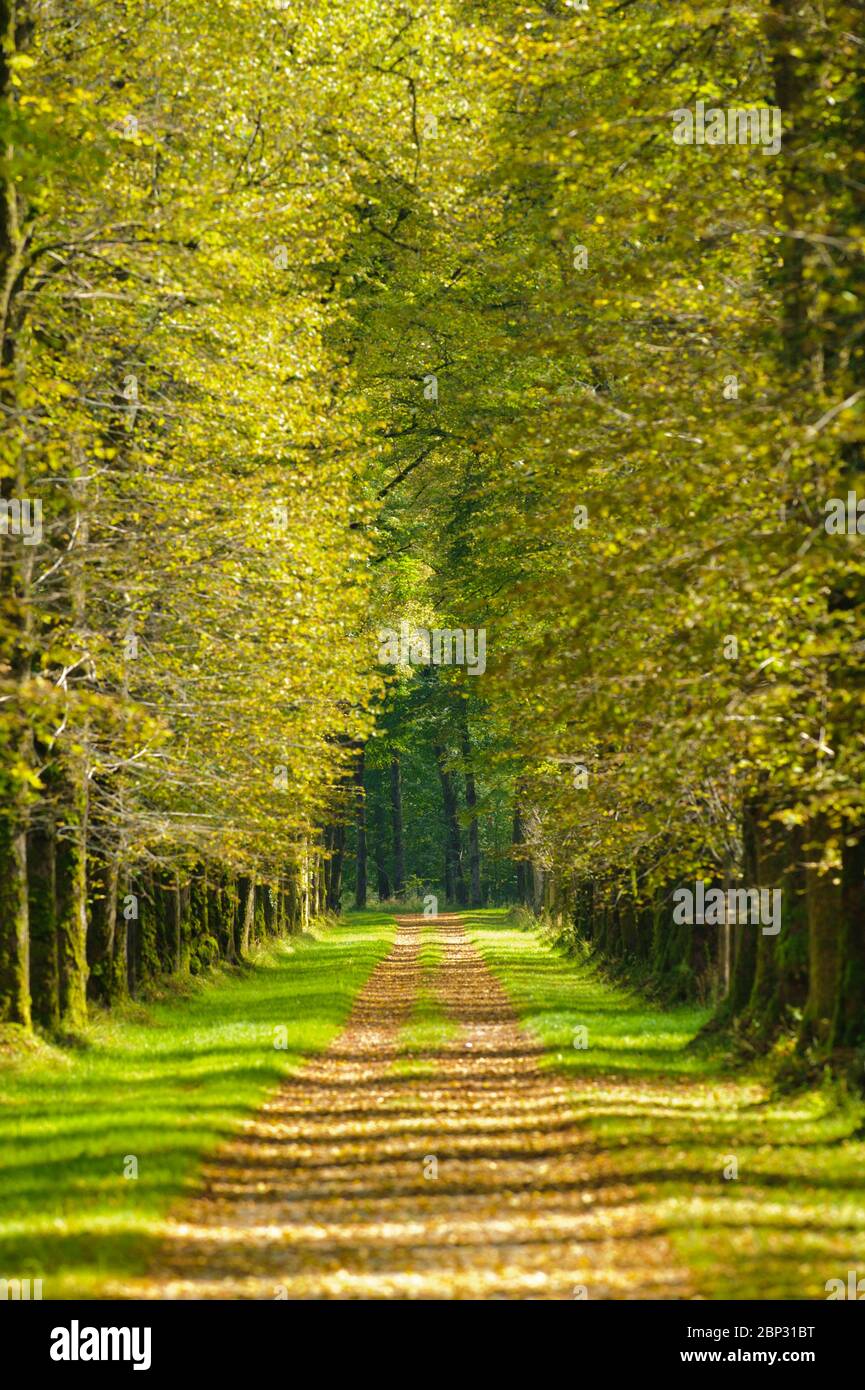 tree-lined avenue in park Stock Photo - Alamy