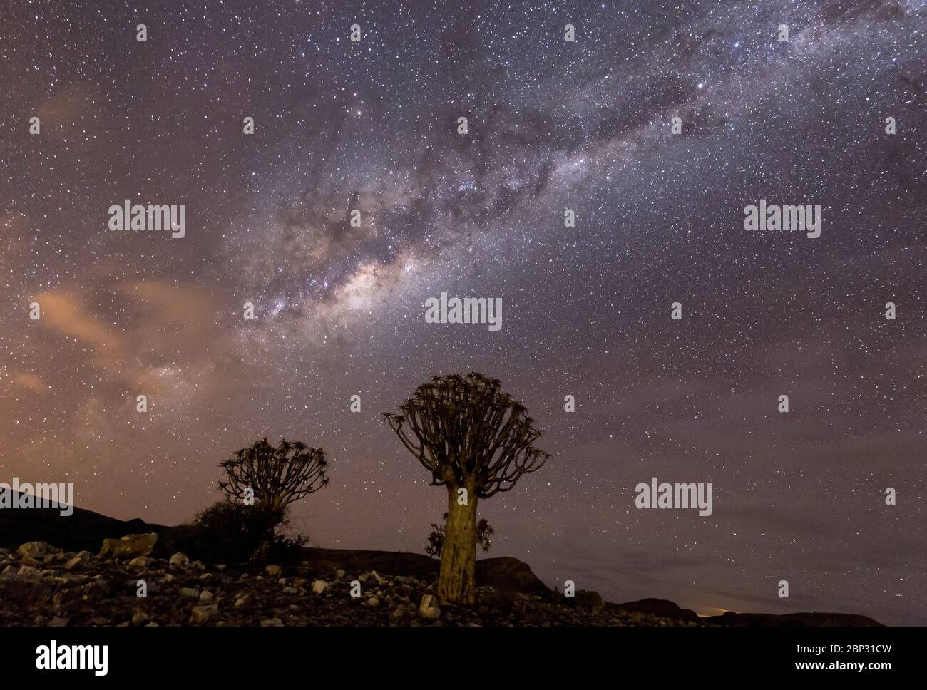 quiver tree under stars and milkyway Stock Photo - Alamy