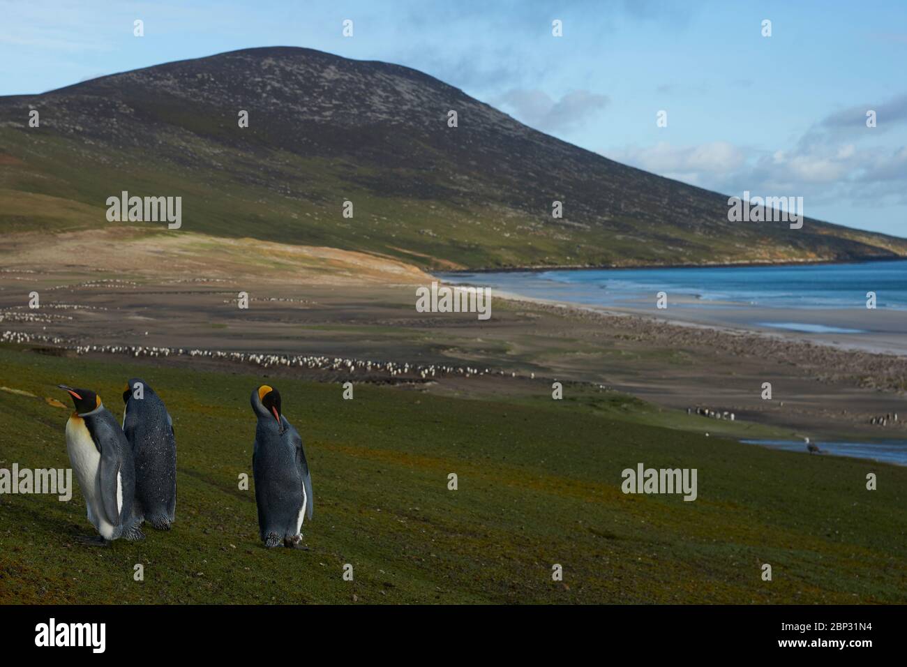 King Penguins (Aptenodytes patagonicus) at The Neck on Saunders Island ...