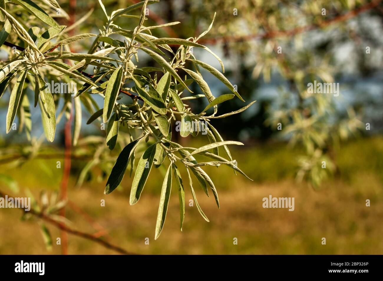 Branch of olive tree with leaves and olives Stock Photo - Alamy