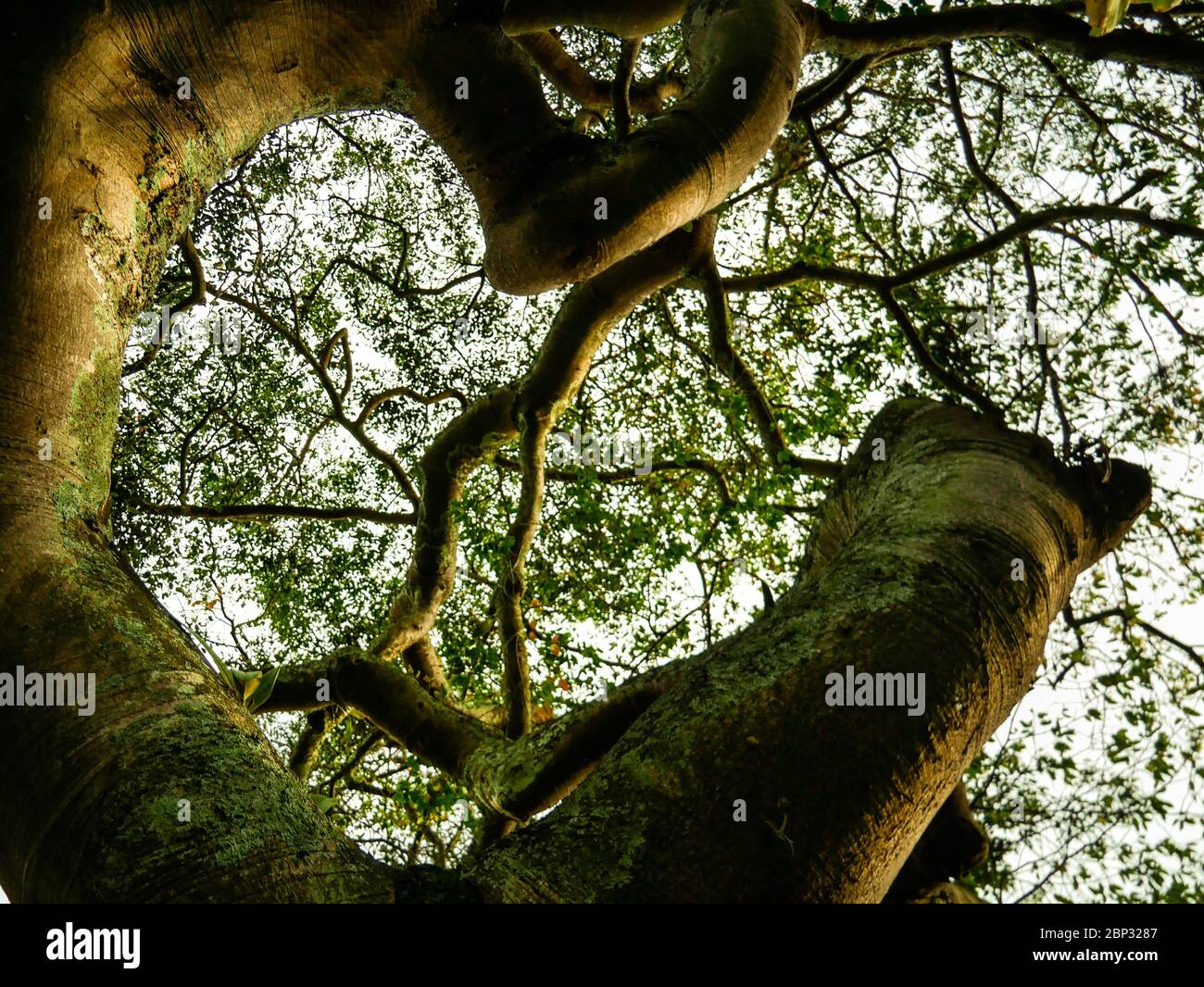 trunk of a tree forming a heart with branches and sky in the background ...