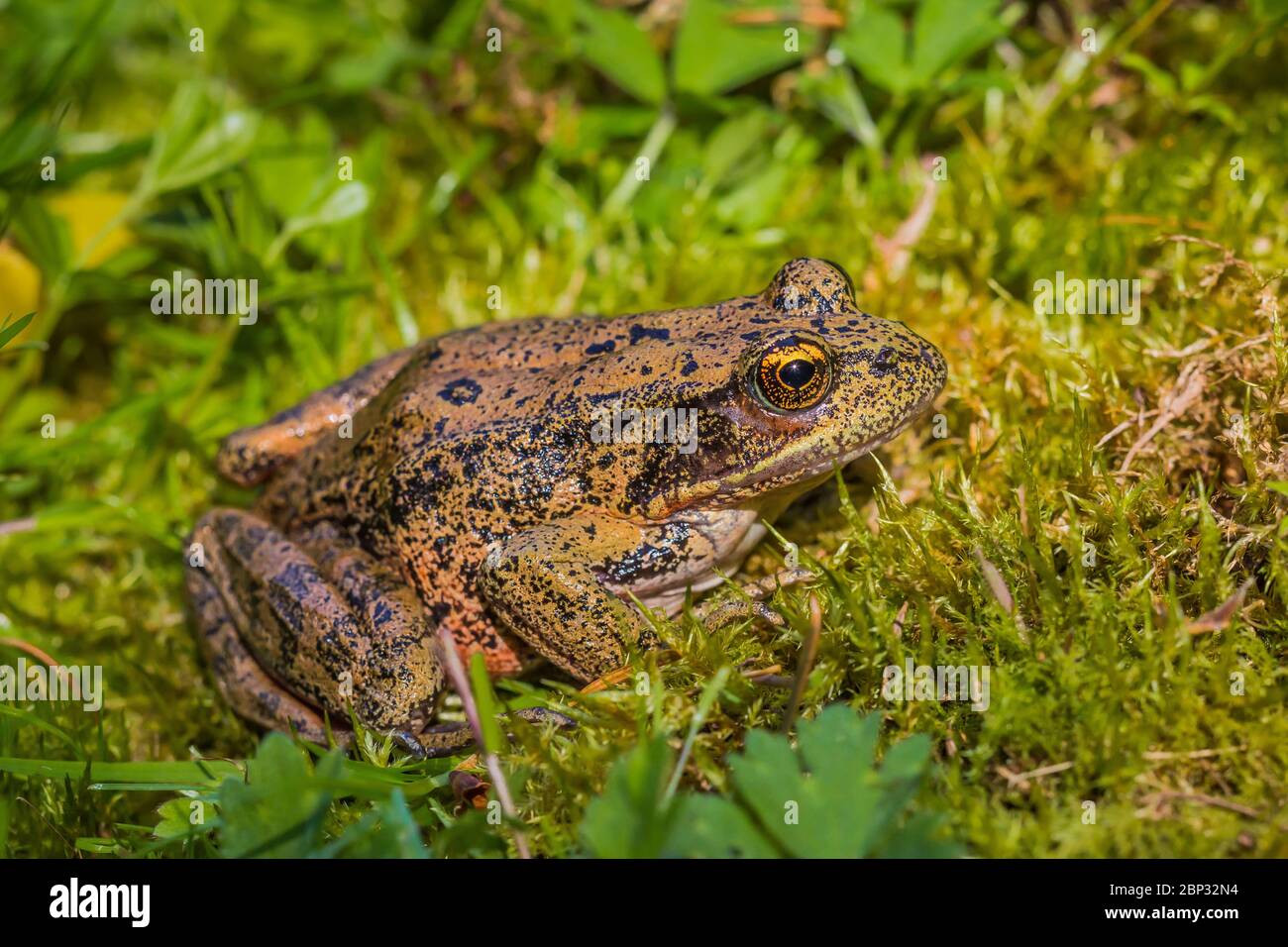 State amphibian of the state of washington hi-res stock photography and ...