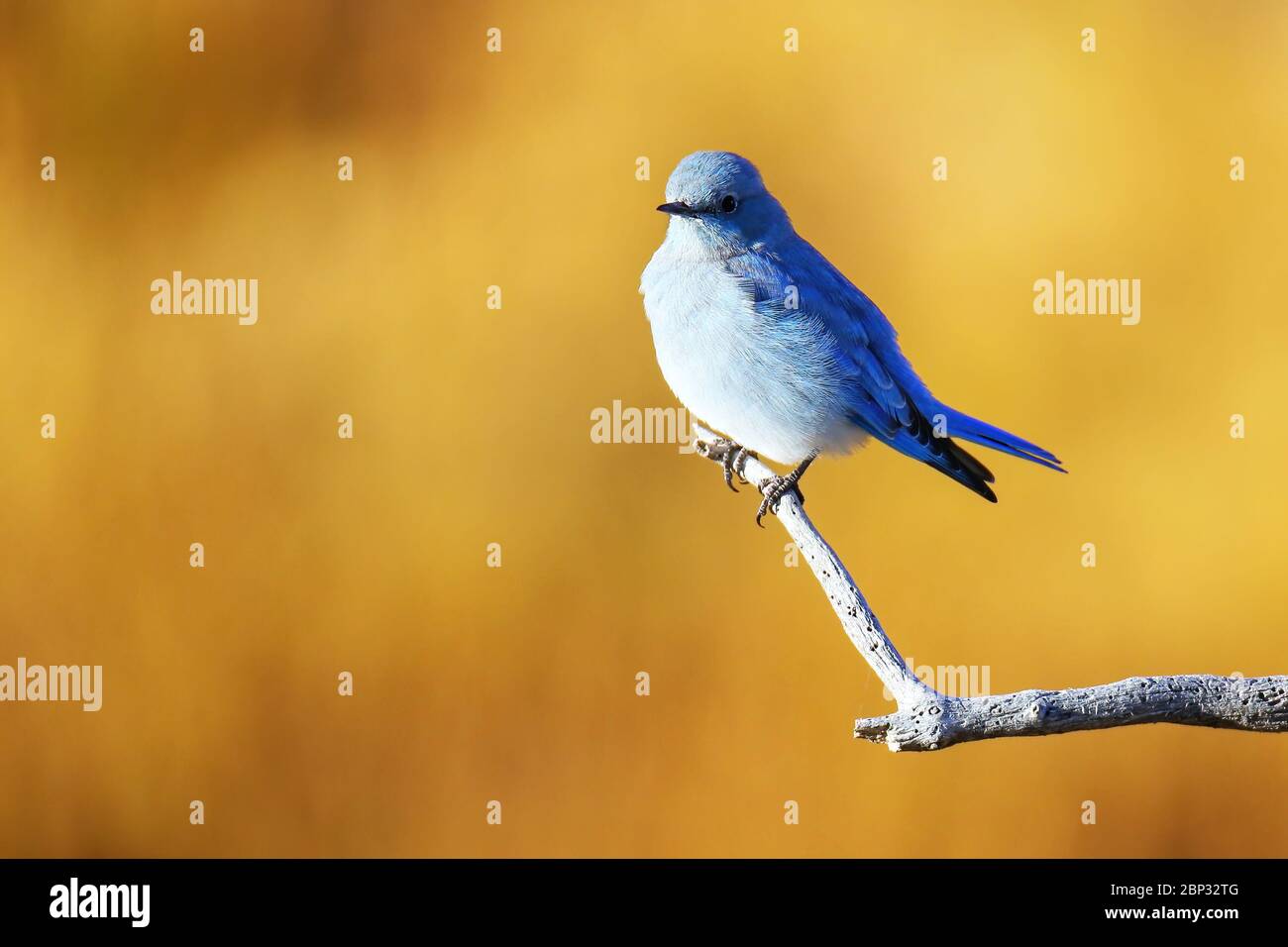 Male mountain bluebird (Sialia currucoides) sitting on a stick Stock ...
