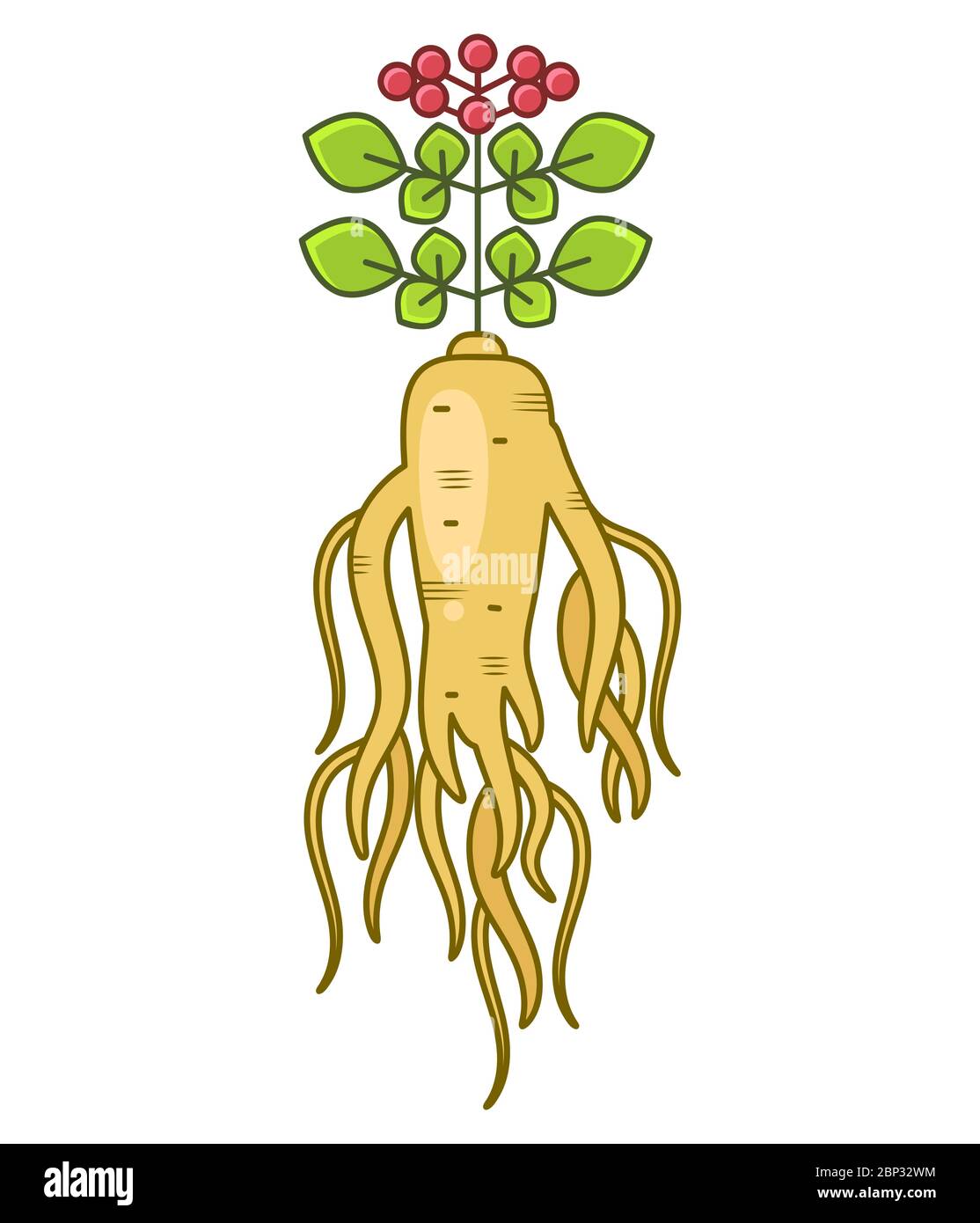 Panax ginseng Stock Vector Images - Alamy