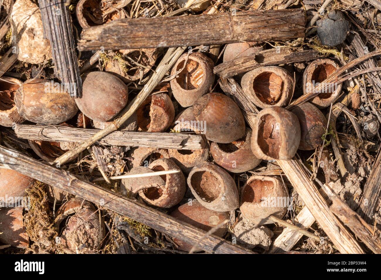 Hazel nut shells with round holes eaten by bank voles, wildlife signs ...