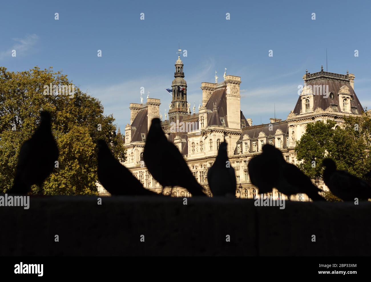 Pigeons in front of the Hôtel de Ville (City Hall) in Paris, France ...