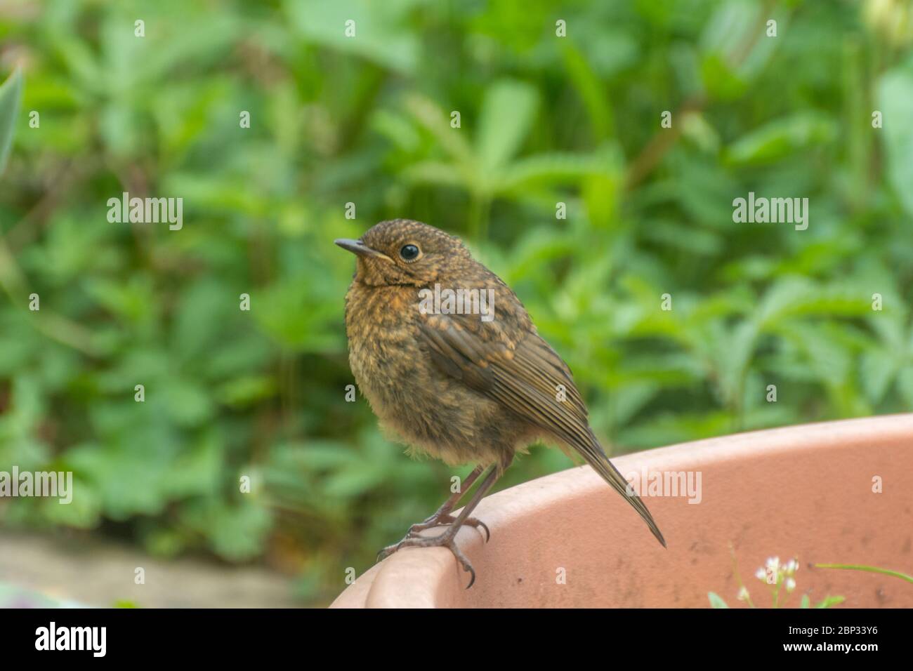Robin Fledgling