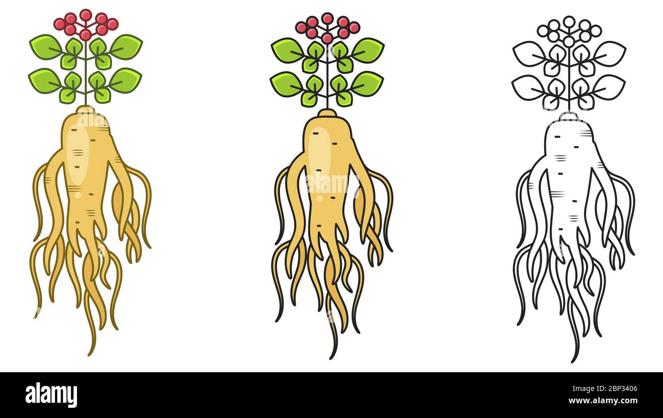 Ginseng. Vector Illustration Eps10. Ginseng Root And Leaf On White ...