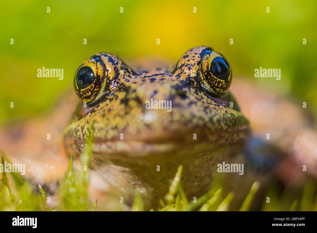 Red legged frog hi-res stock photography and images - Alamy