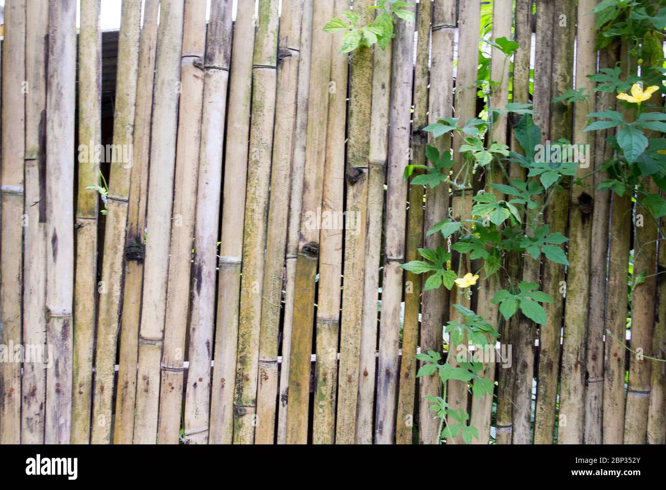 Photo of a ruined bamboo wall in Indonesia Stock Photo - Alamy