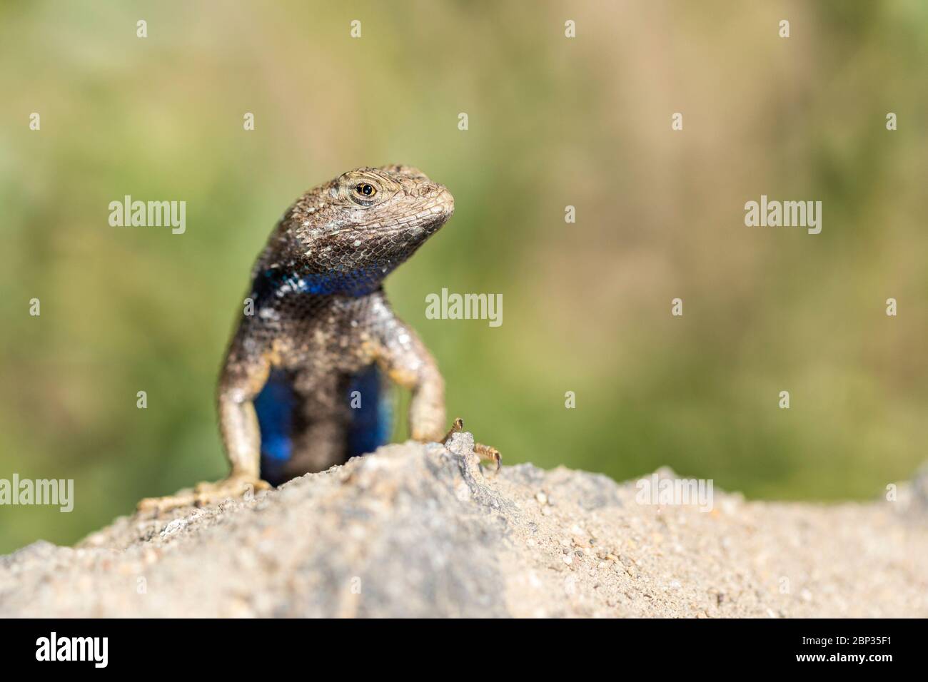 Blue belly lizard in the desert posing on a rock with green background ...