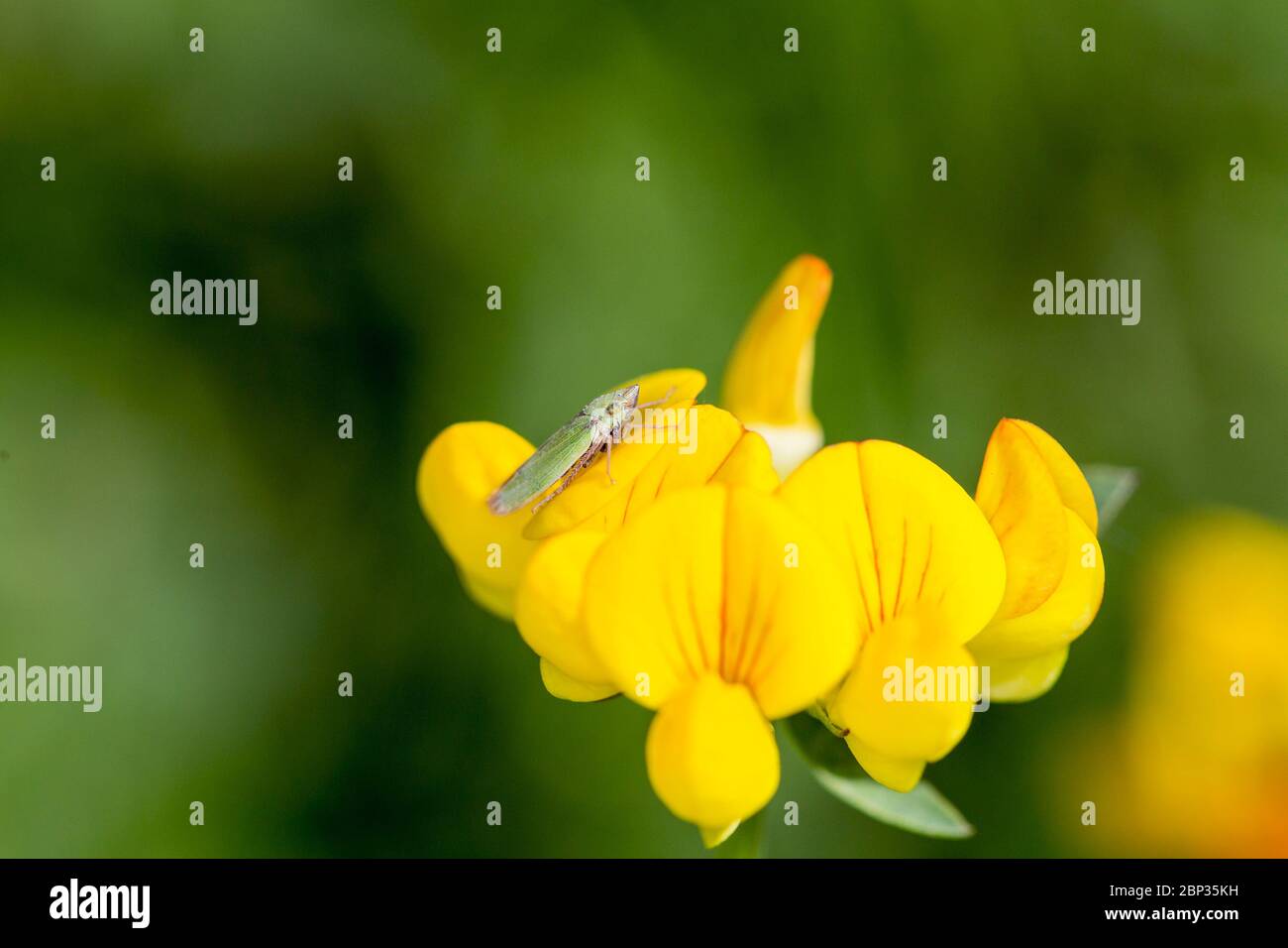 Tiny green leaf hopper bug on a wild yellow pea flower Stock Photo - Alamy