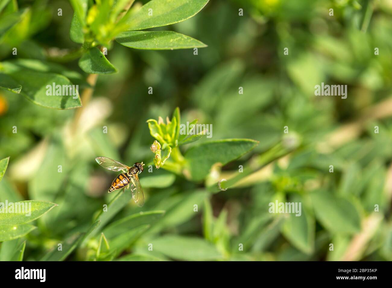 Hover fly sits on a green plant in a garden Stock Photo - Alamy
